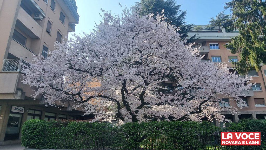 Il ciliegio dei novaresi è fiorito: è l'inizio della primavera